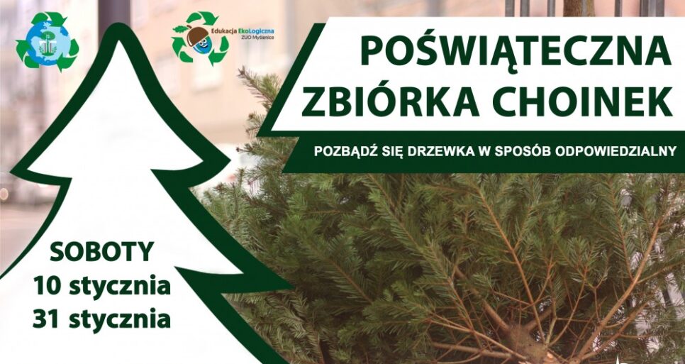 Myślenice zbierają świąteczne drzewka. Rusza bezpłatna akcja dla ...